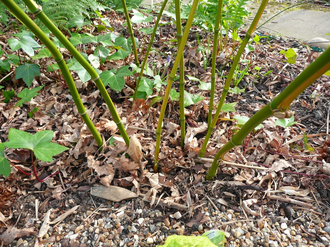 A quick guide to clumping and running bamboos – Japonica Plants Nursery