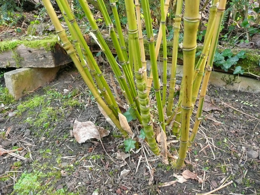 A quick guide to clumping and running bamboos – Japonica Plants Nursery