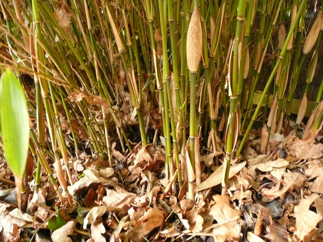 A quick guide to clumping and running bamboos – Japonica Plants Nursery