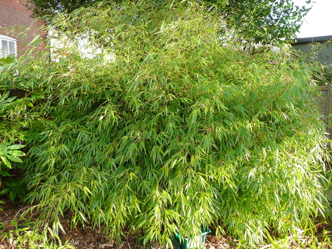 A quick guide to clumping and running bamboos – Japonica Plants Nursery
