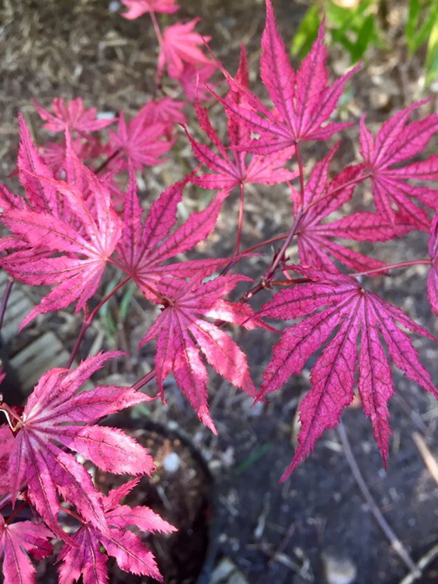 Frogs’ hands and floating clouds – the names of Japanese Maples ...