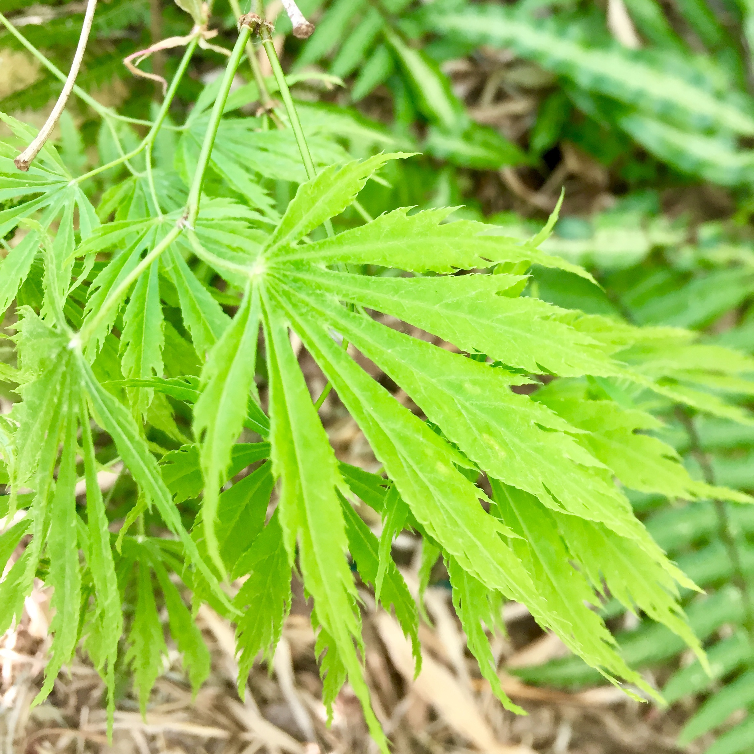 Frogs’ hands and floating clouds – the names of Japanese Maples ...