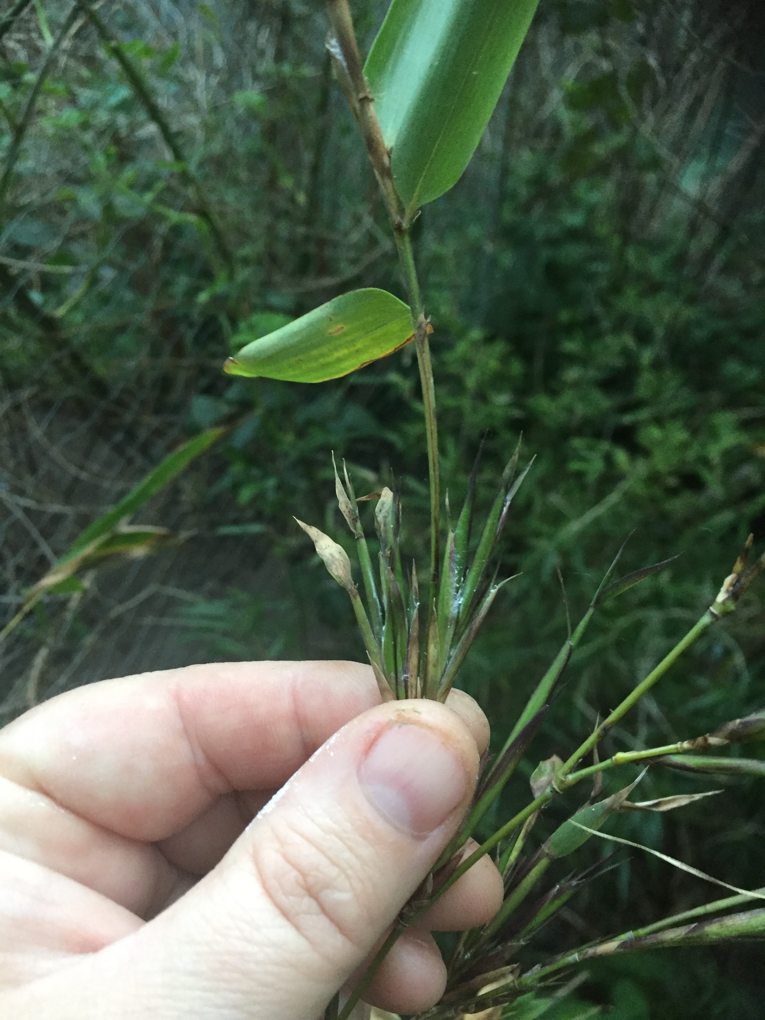 Omens, plague, and bamboo flowering – Japonica Plants Nursery
