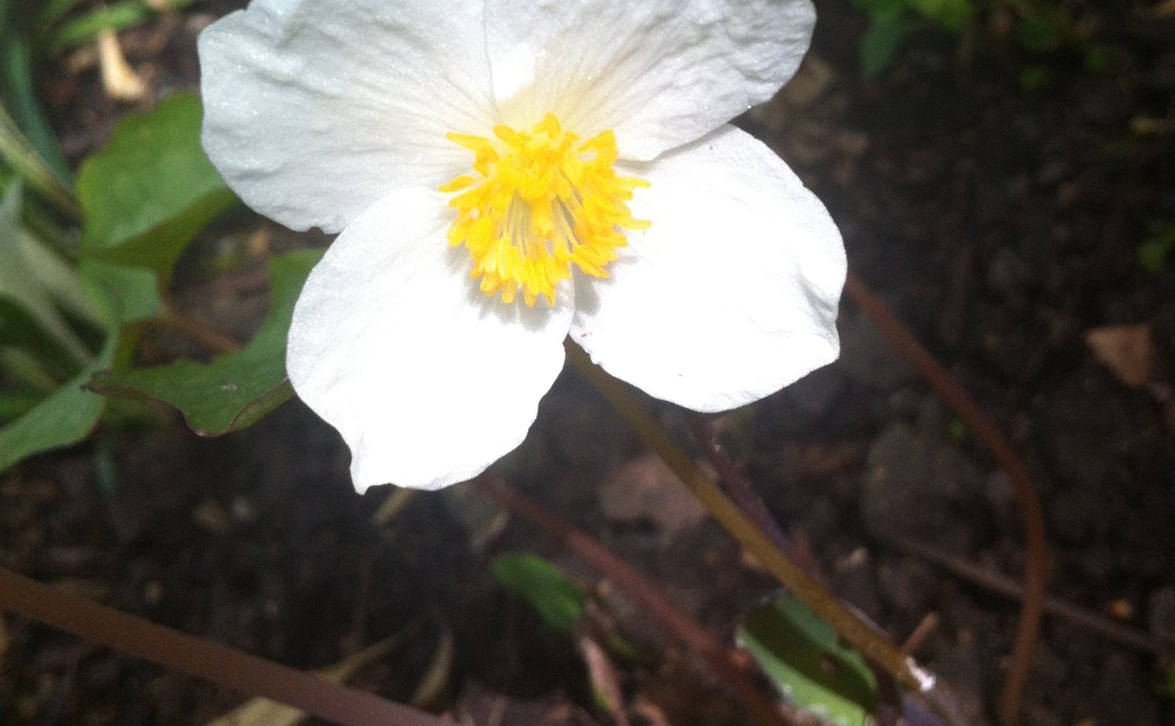 Plant profile: Eomecon chionantha – Japonica Plants Nursery