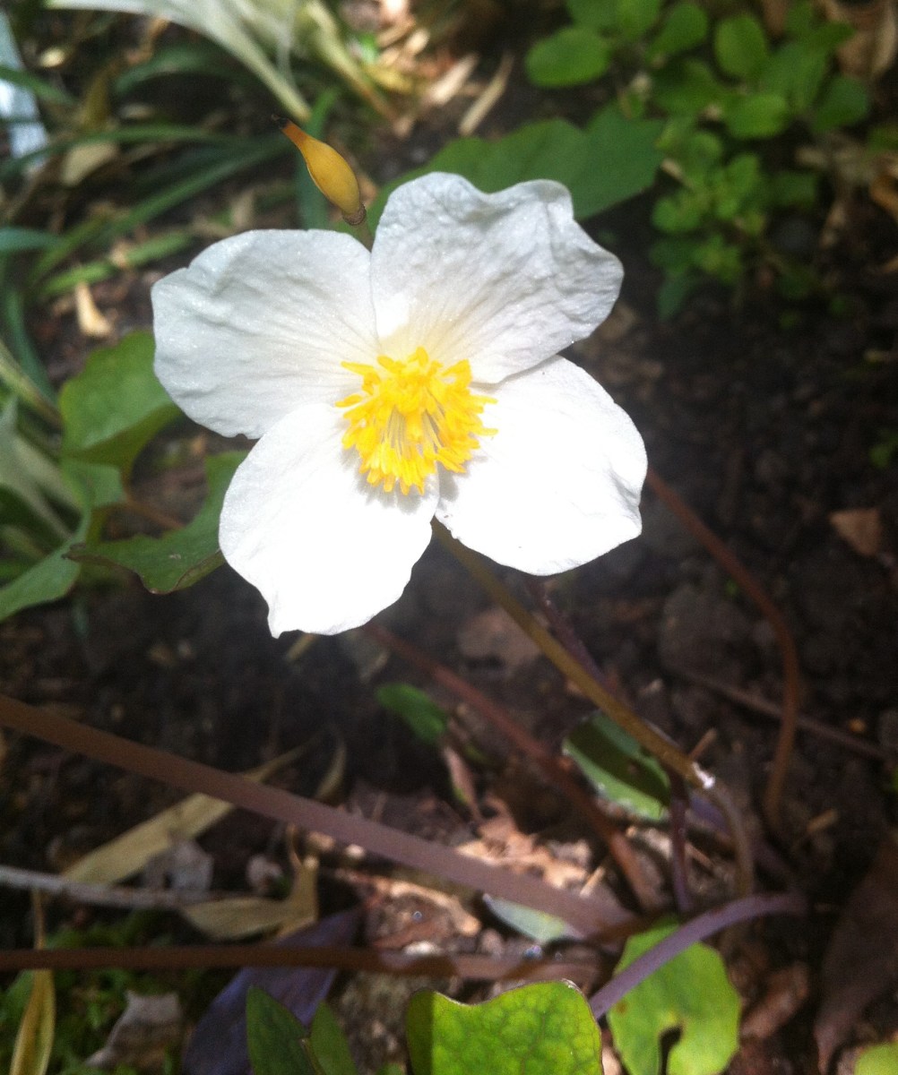 Plant profile: Eomecon chionantha – Japonica Plants Nursery