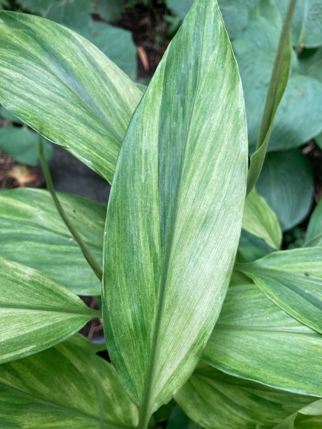 Plant profile: Zingiber mioga, Japanese Ginger – Japonica Plants Nursery